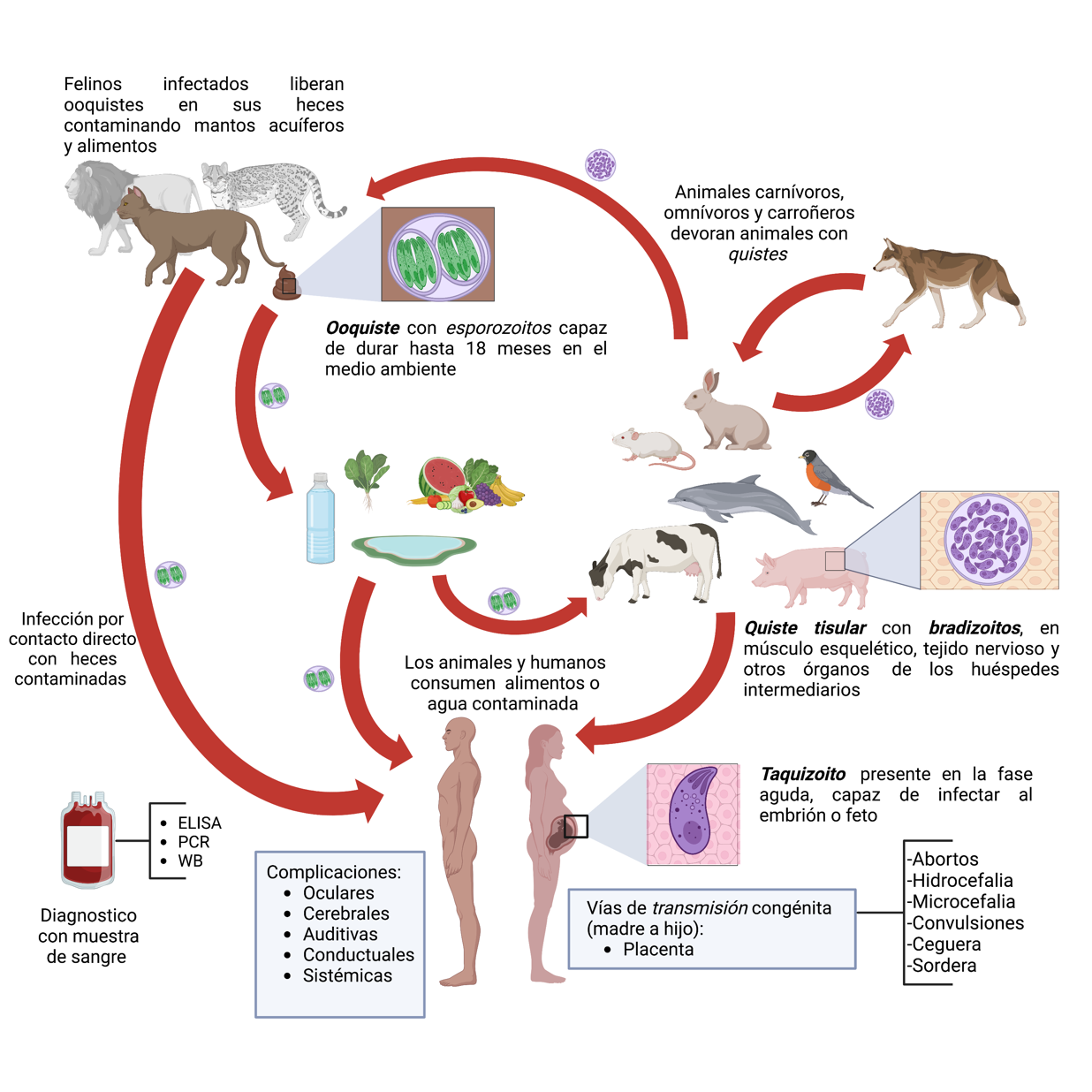 Toxoplasmosis. Toxoplasma gondii: el inquilino silencioso